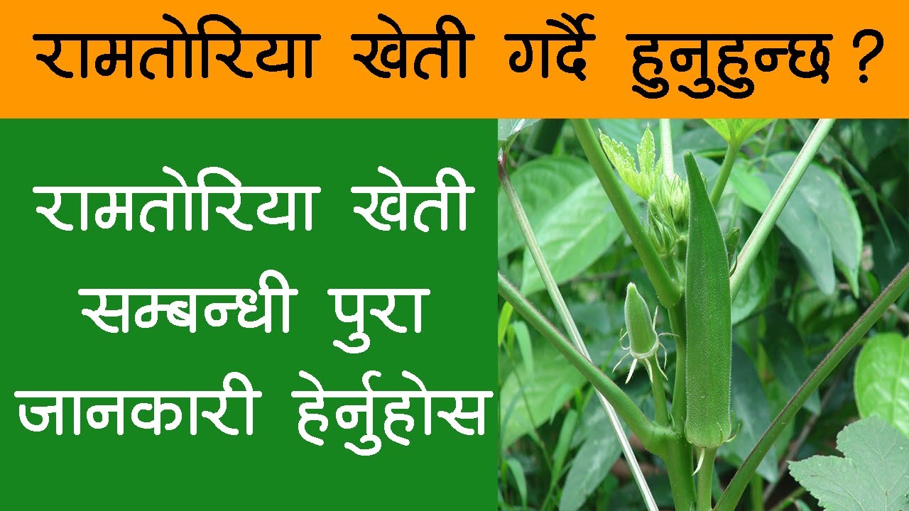 रामतोरिया अर्थात चिप्लेभिंडी खेती गर्ने तरिका (भिडियो सहित) हेर्नुहोस ...